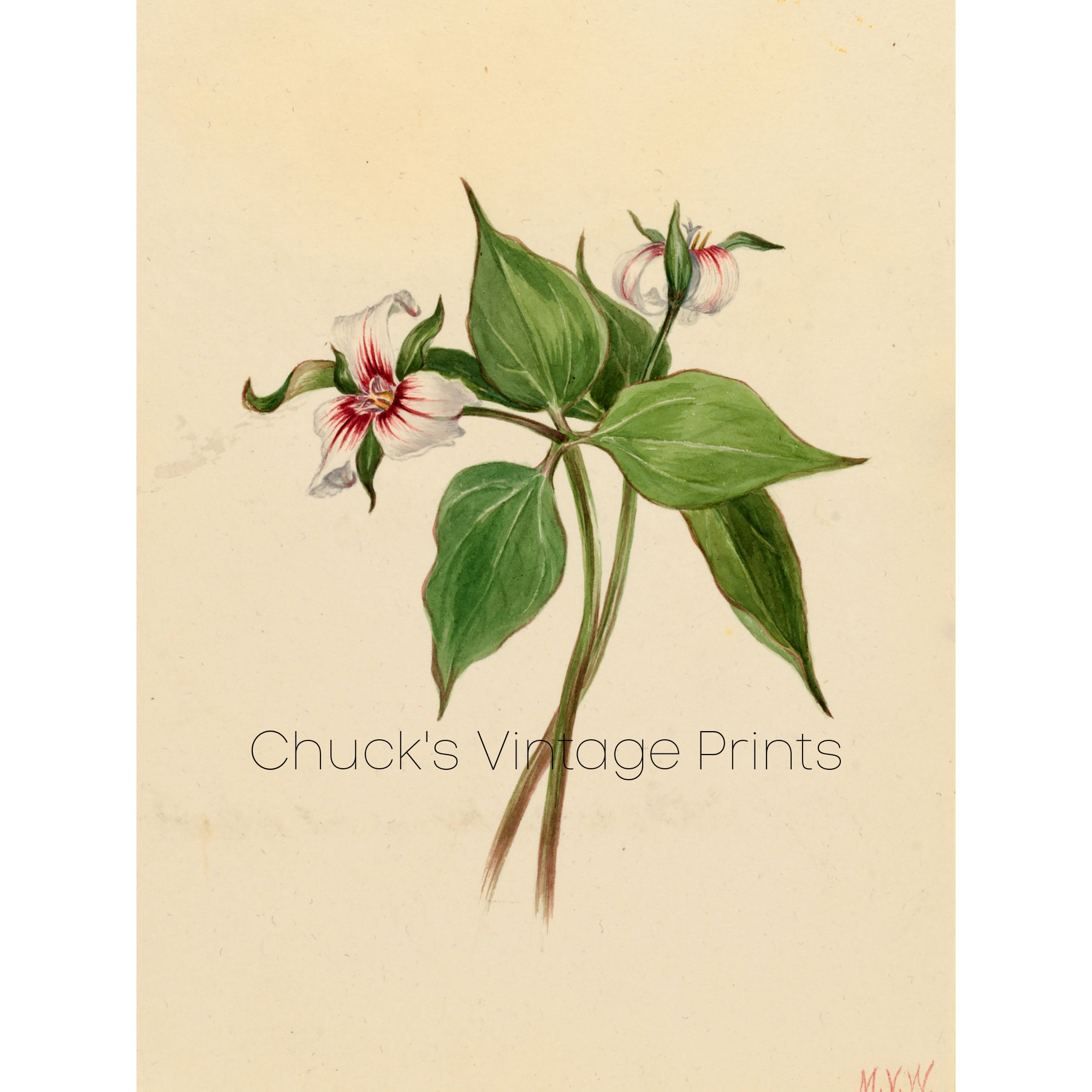 Vintage Botanical Printable Painted Trillium Antique Digital Wall Art ...