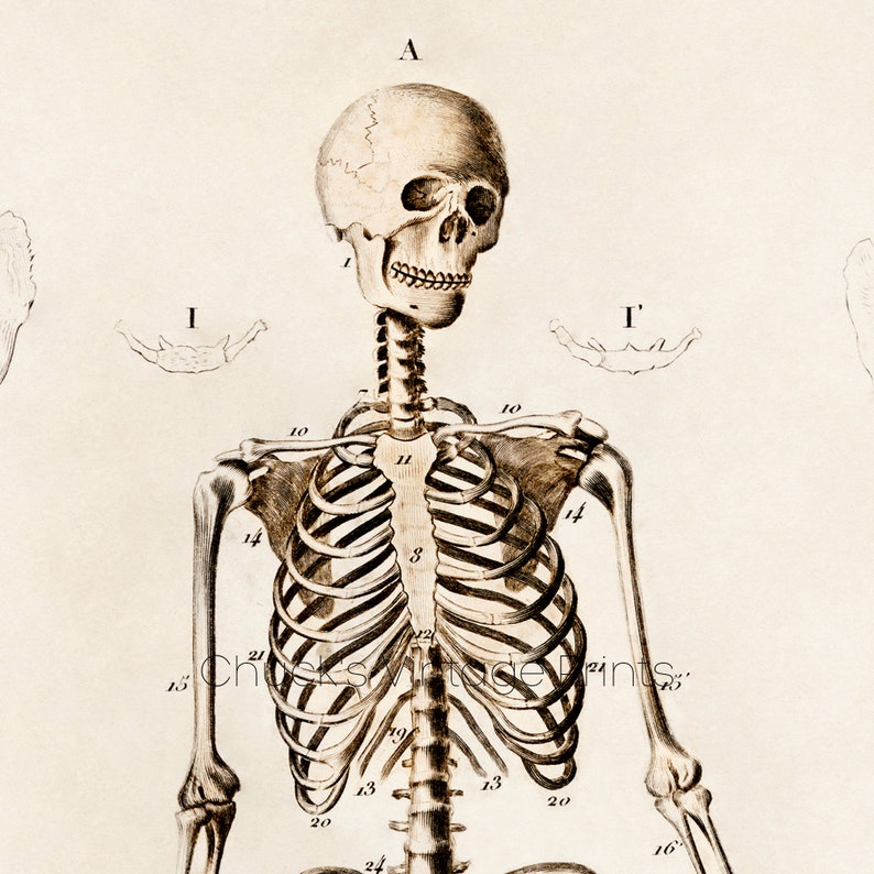 Vintage Human Skeleton Illustration Printable, Antique Medical Prints ...