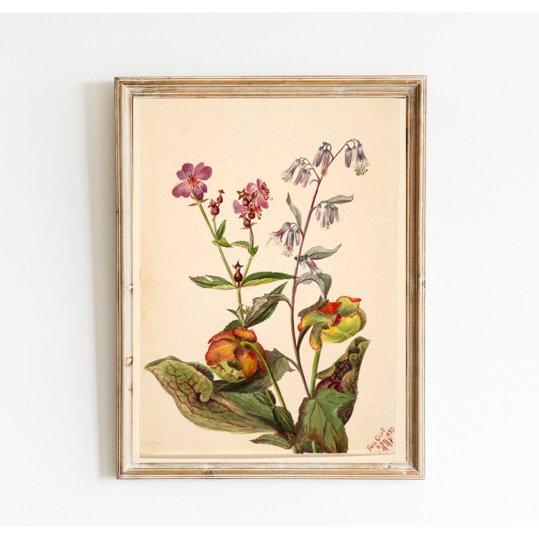 Vintage Botanical Printable Meadow Beauty Pitcher Plant Rattlesnake ...