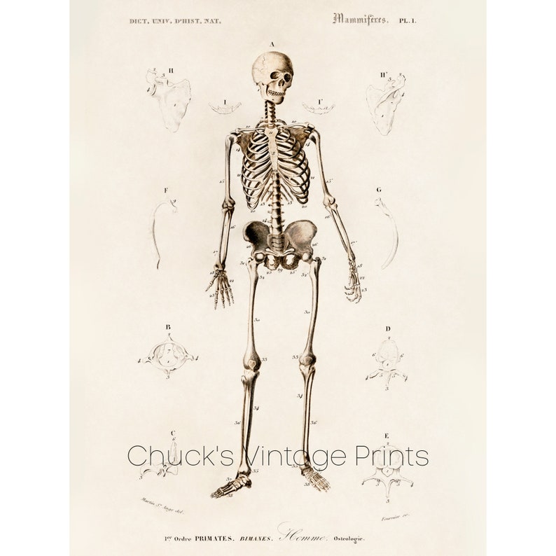 Vintage Human Skeleton Illustration Printable, Antique Medical Prints ...
