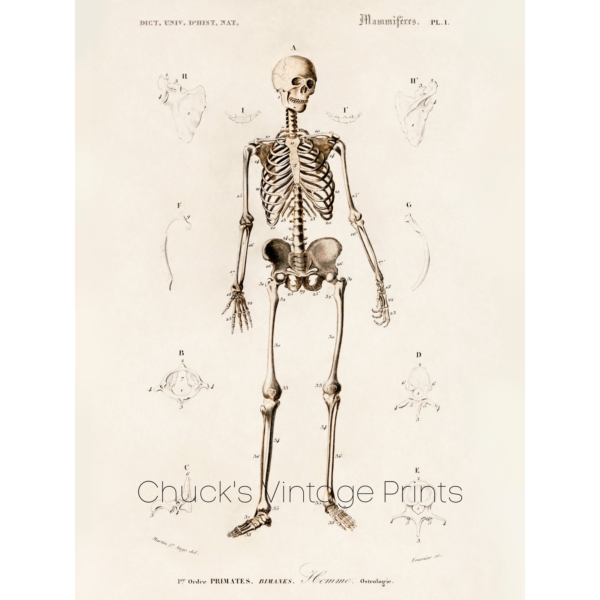 Vintage Human Skeleton Illustration Printable, Antique Medical Prints ...