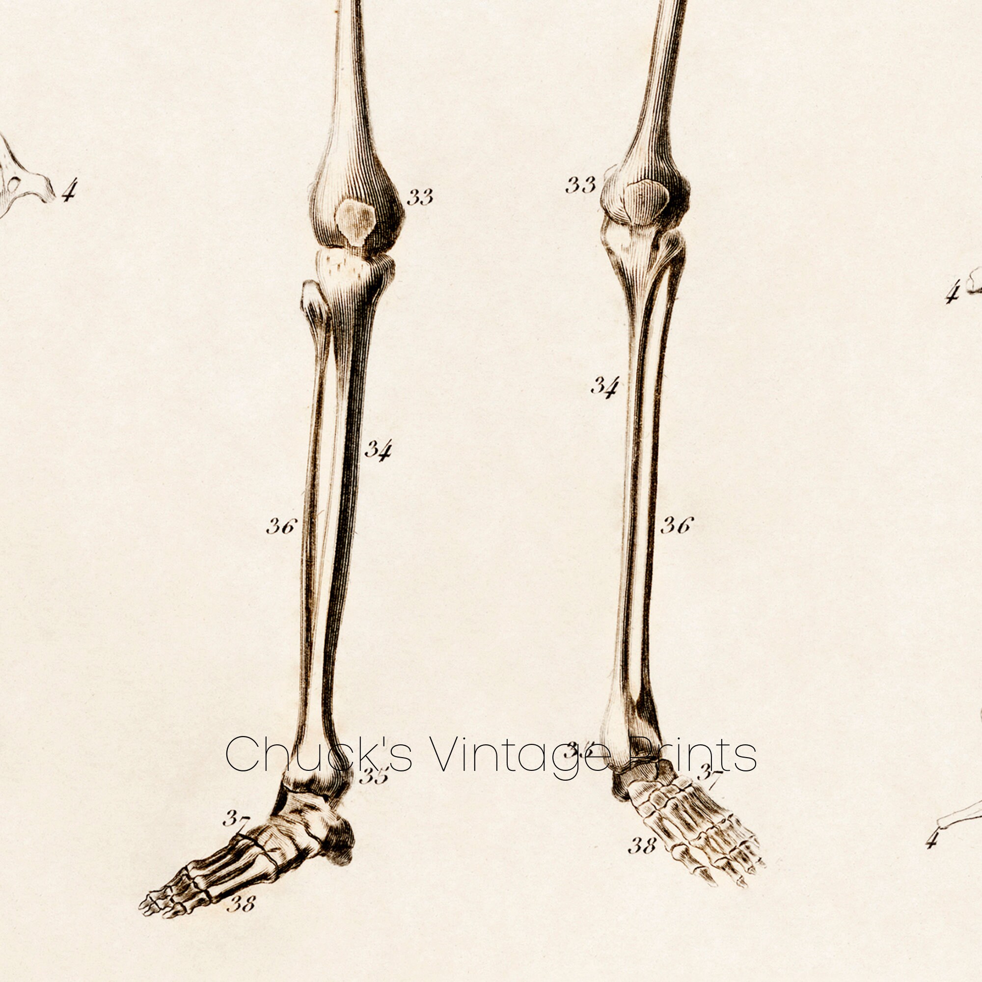 Vintage Human Skeleton Illustration Printable, Antique Medical Prints ...