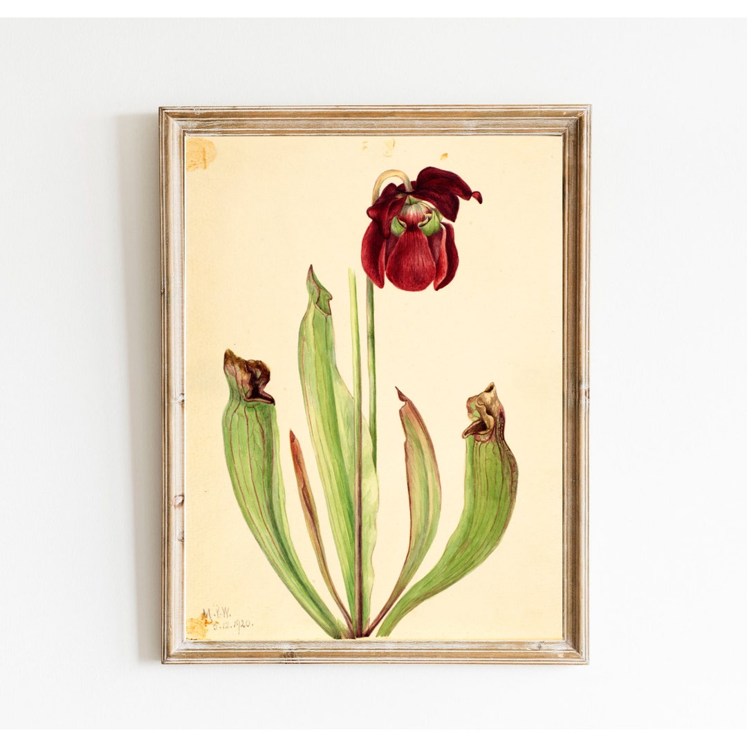 Vintage Botanical Printable Hybrid Pitcher Plant Antique Digital Wall ...