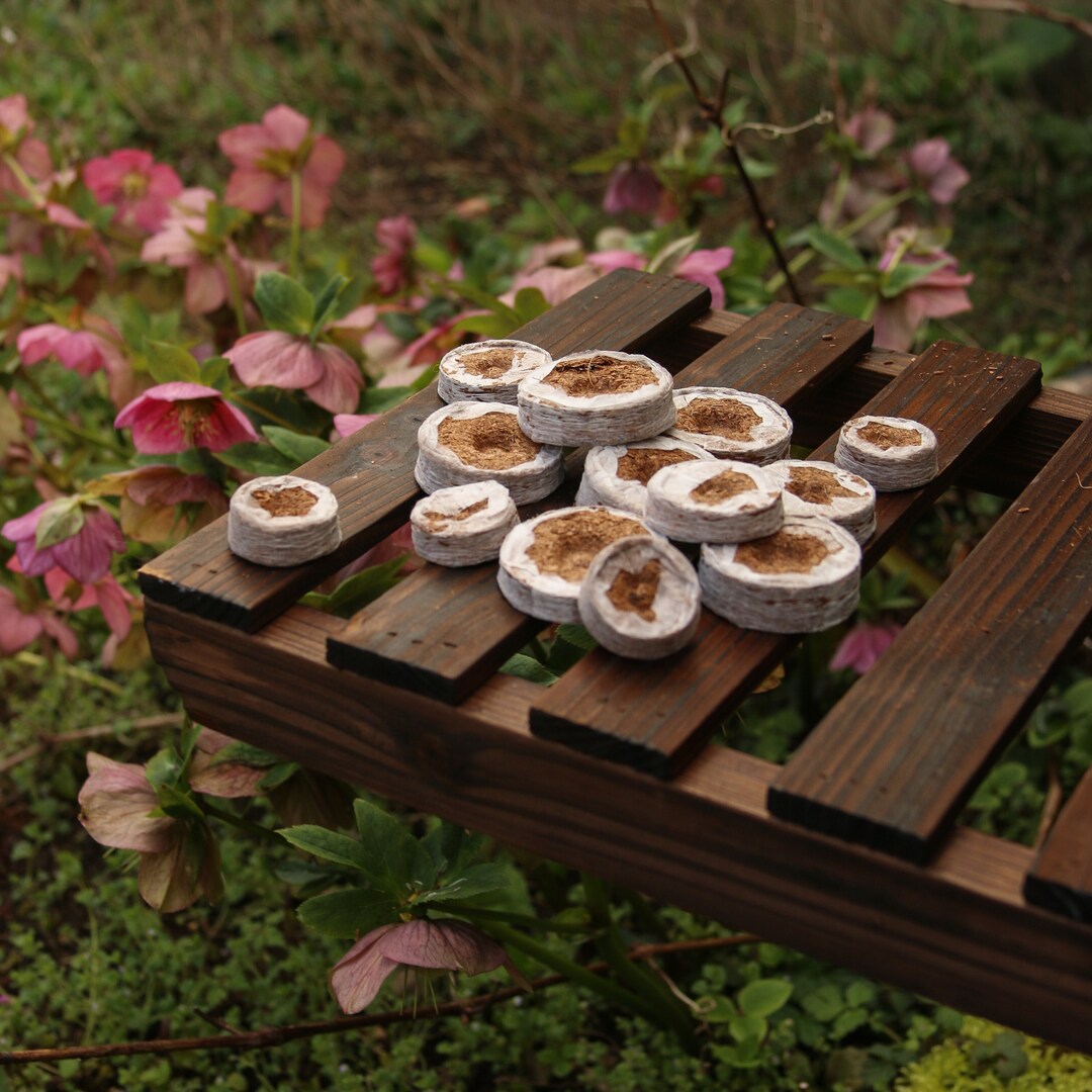 Coir Coins | Ideal for Seed Germination | Coir Plugs & Seeds Starter ...