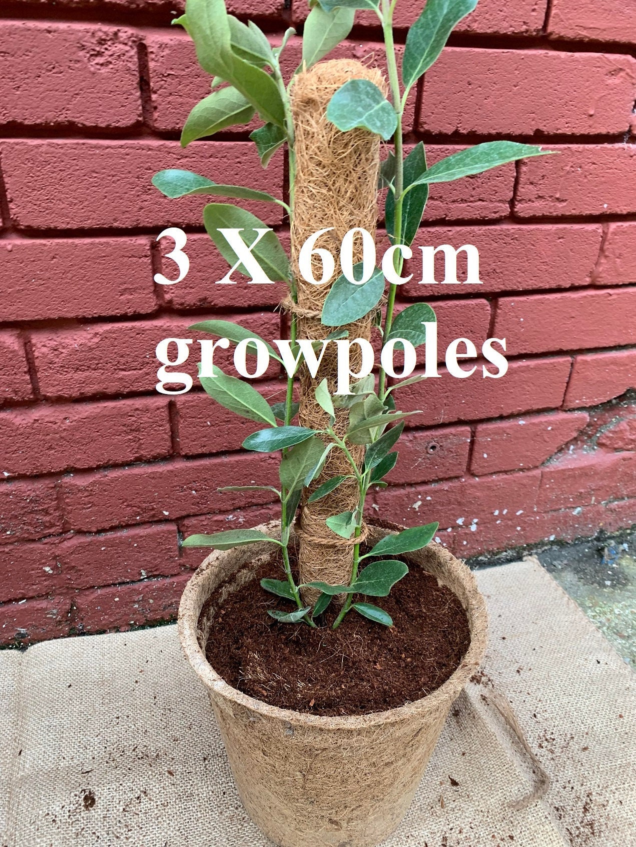 60cm Pack of 3 Coir Grow Poles for Climbing Plants A Natural - Etsy UK