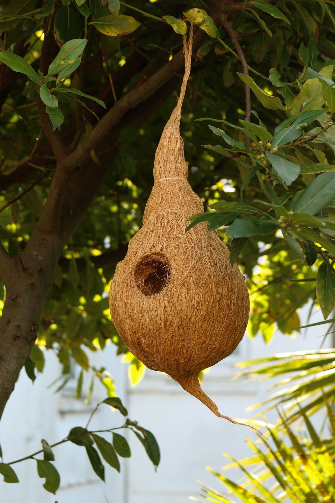 Coir Bird Nest | Ideal Home for Those Little Birds That Visit Your ...