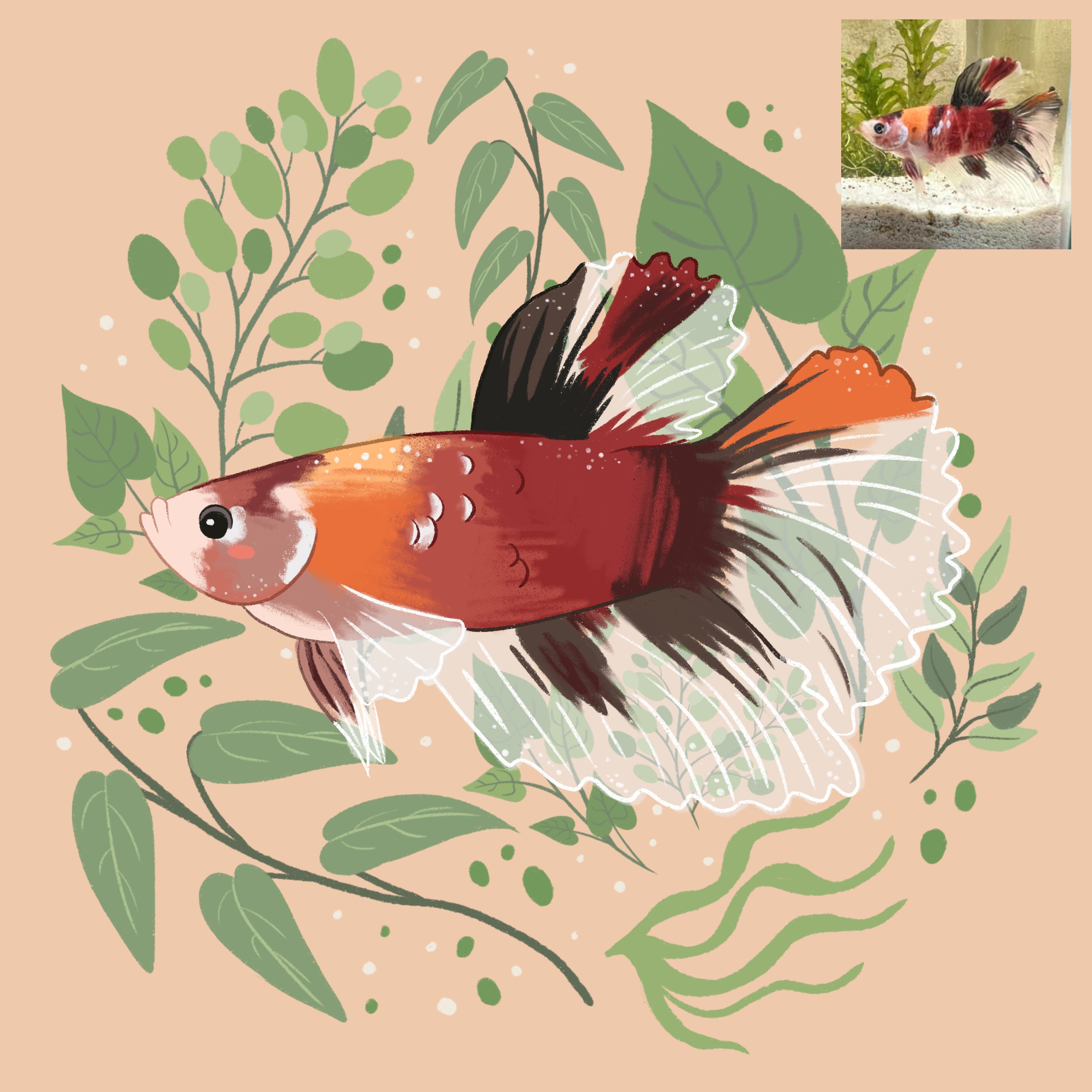 Cute Custom Betta Fish Portrait painting Pet Memorial Gift - Etsy