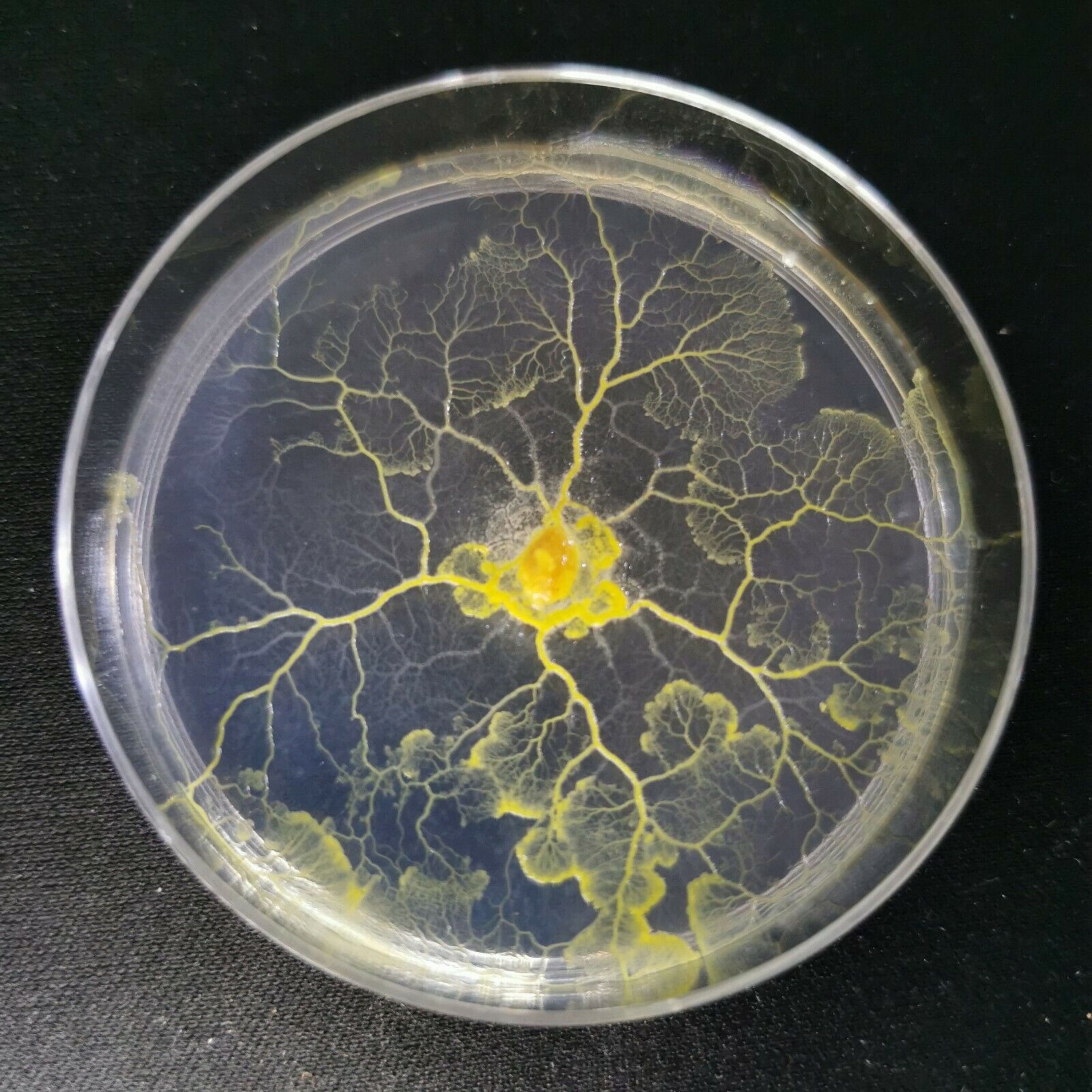 Blob kit complet d'apprentissage sclérote Physarum Polycephalum ou ...