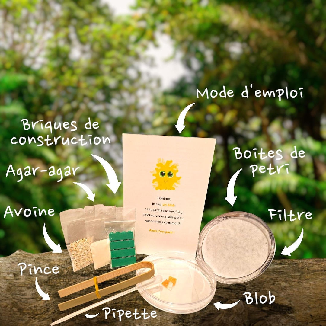 Blob kit complet d'apprentissage sclérote Physarum Polycephalum ou ...