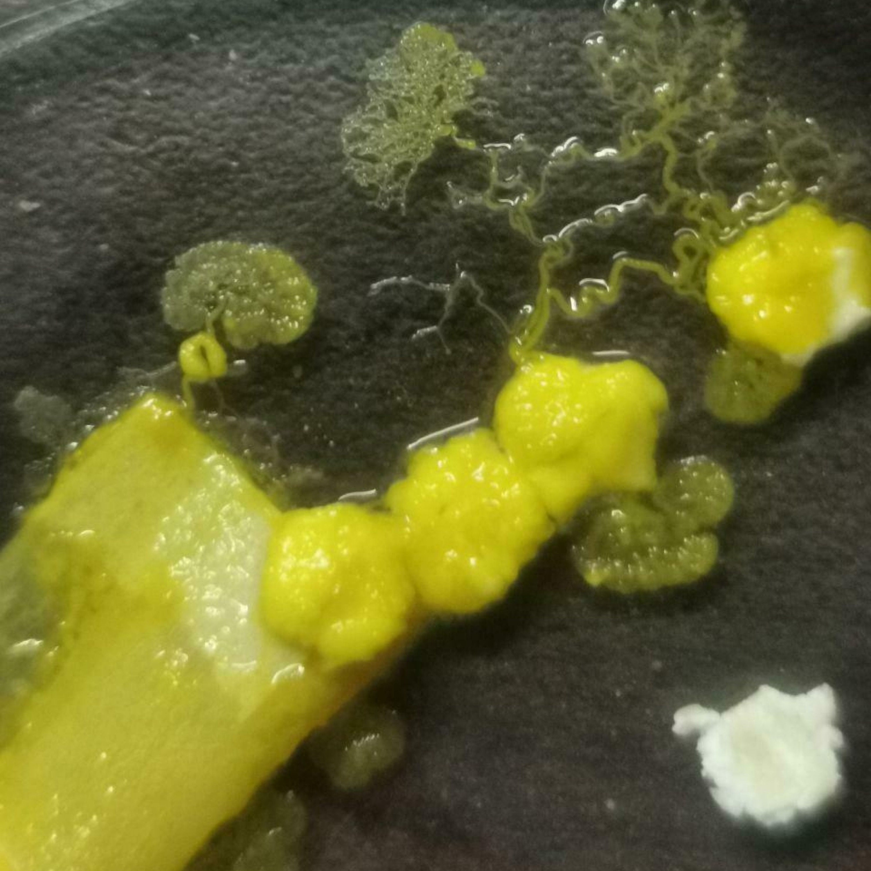 Blob kit complet d'apprentissage sclérote Physarum Polycephalum ou ...