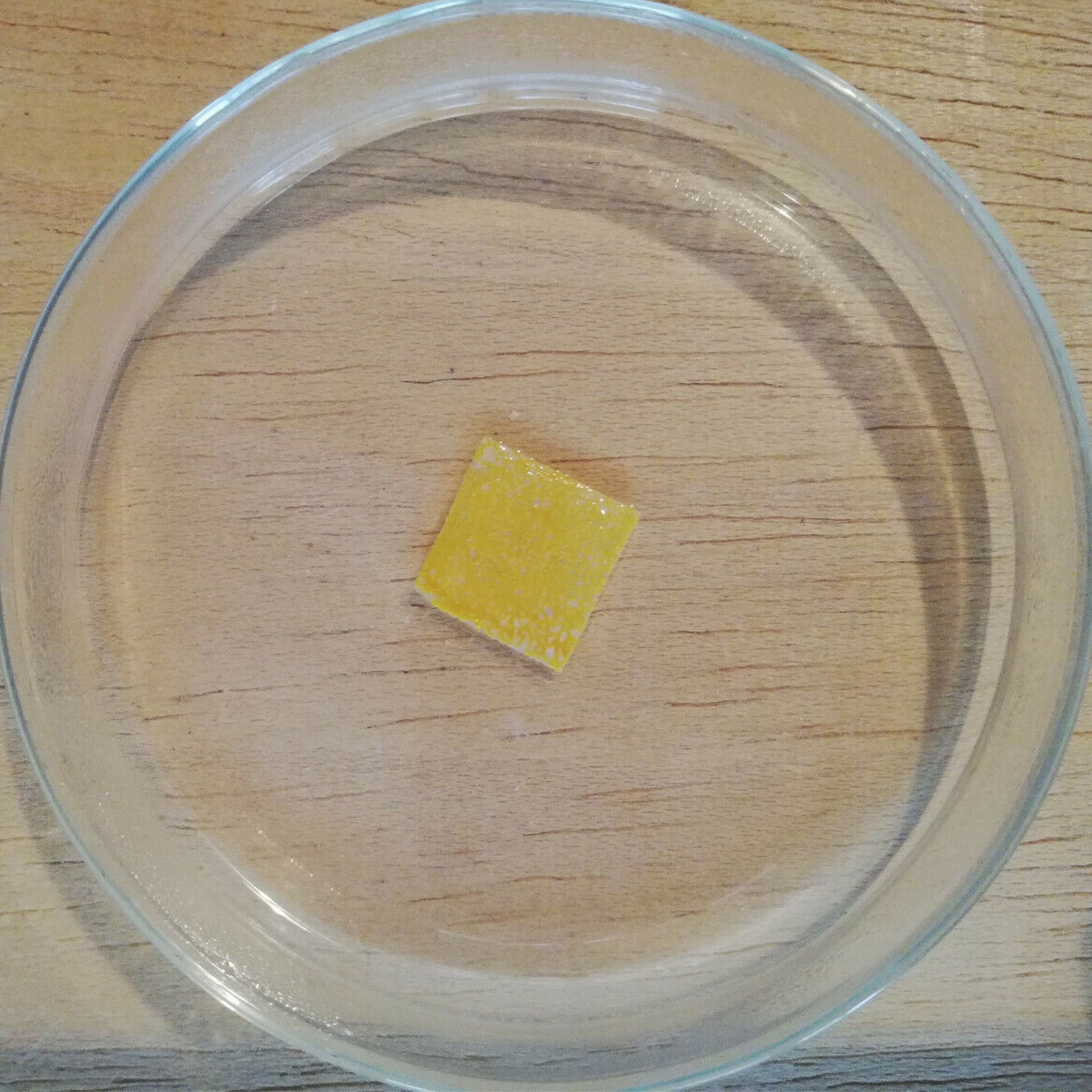 Blob kit complet d'apprentissage sclérote Physarum Polycephalum ou ...