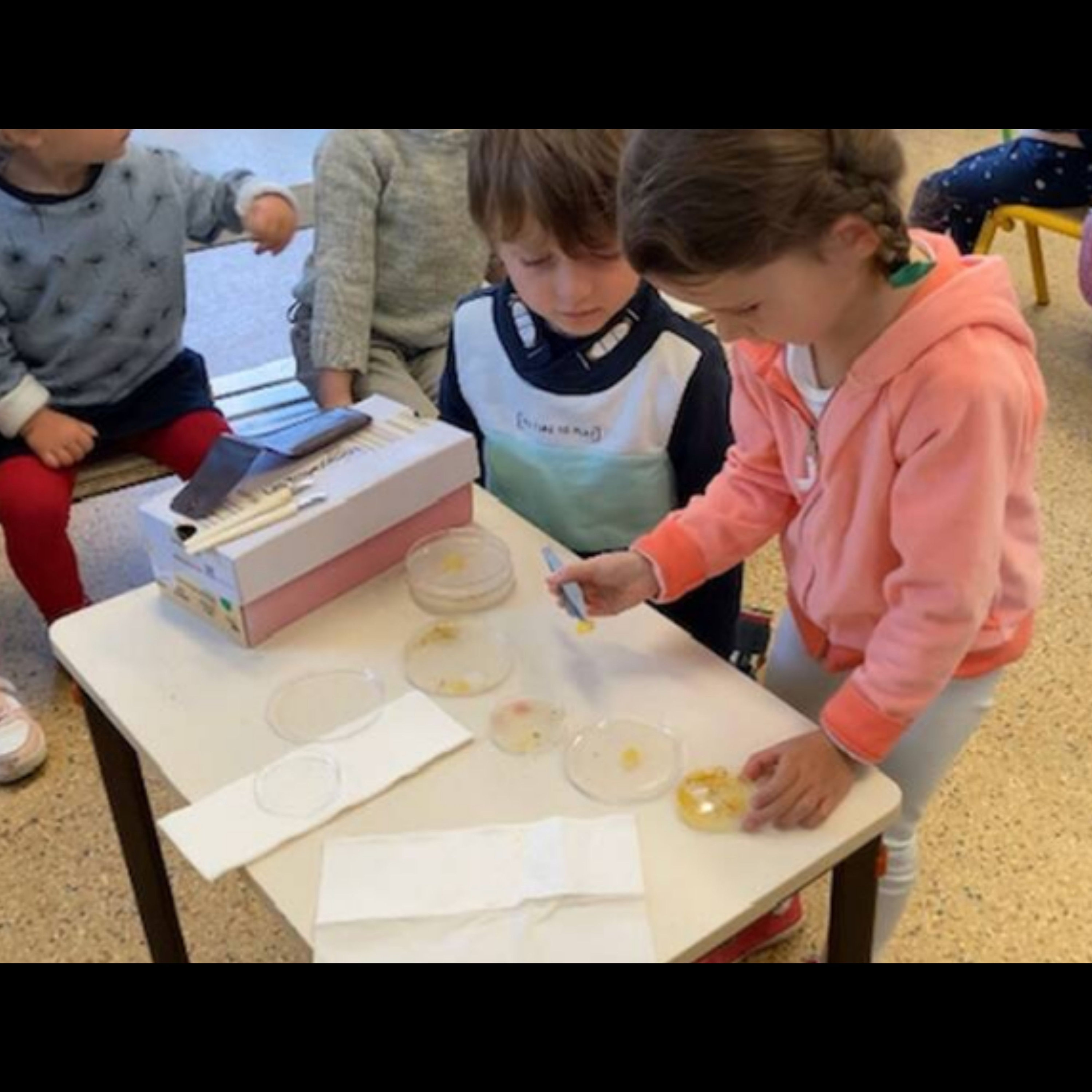 Blob kit complet d'apprentissage sclérote Physarum Polycephalum ou ...