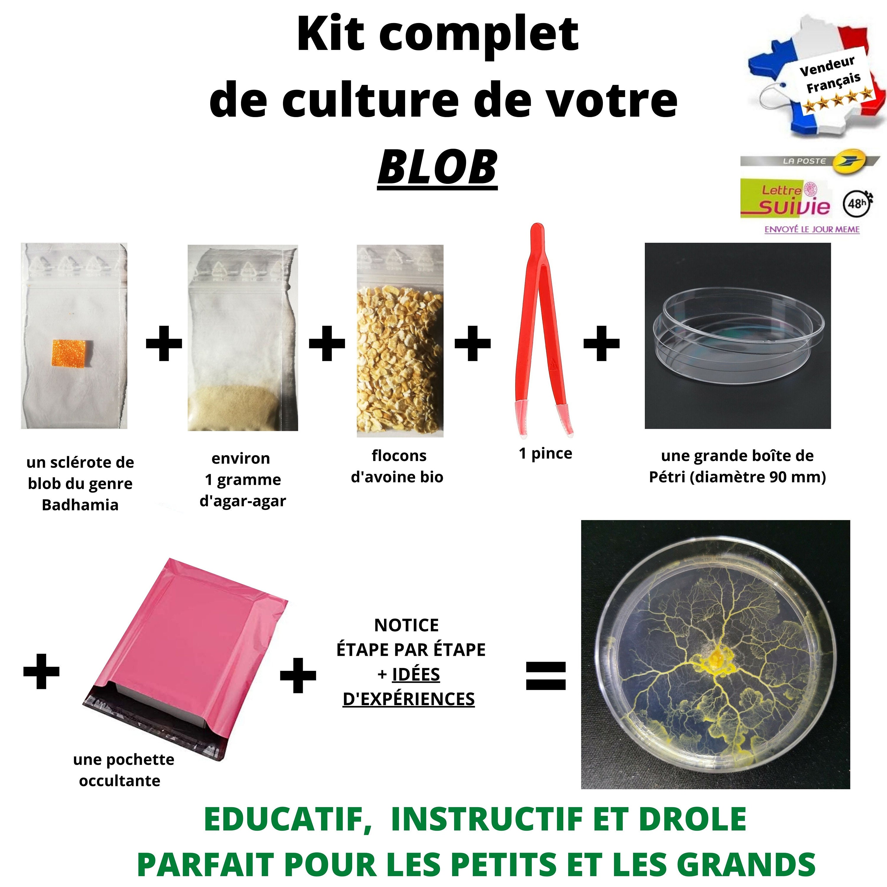 Blob kit complet d'apprentissage sclérote Physarum Polycephalum ou ...