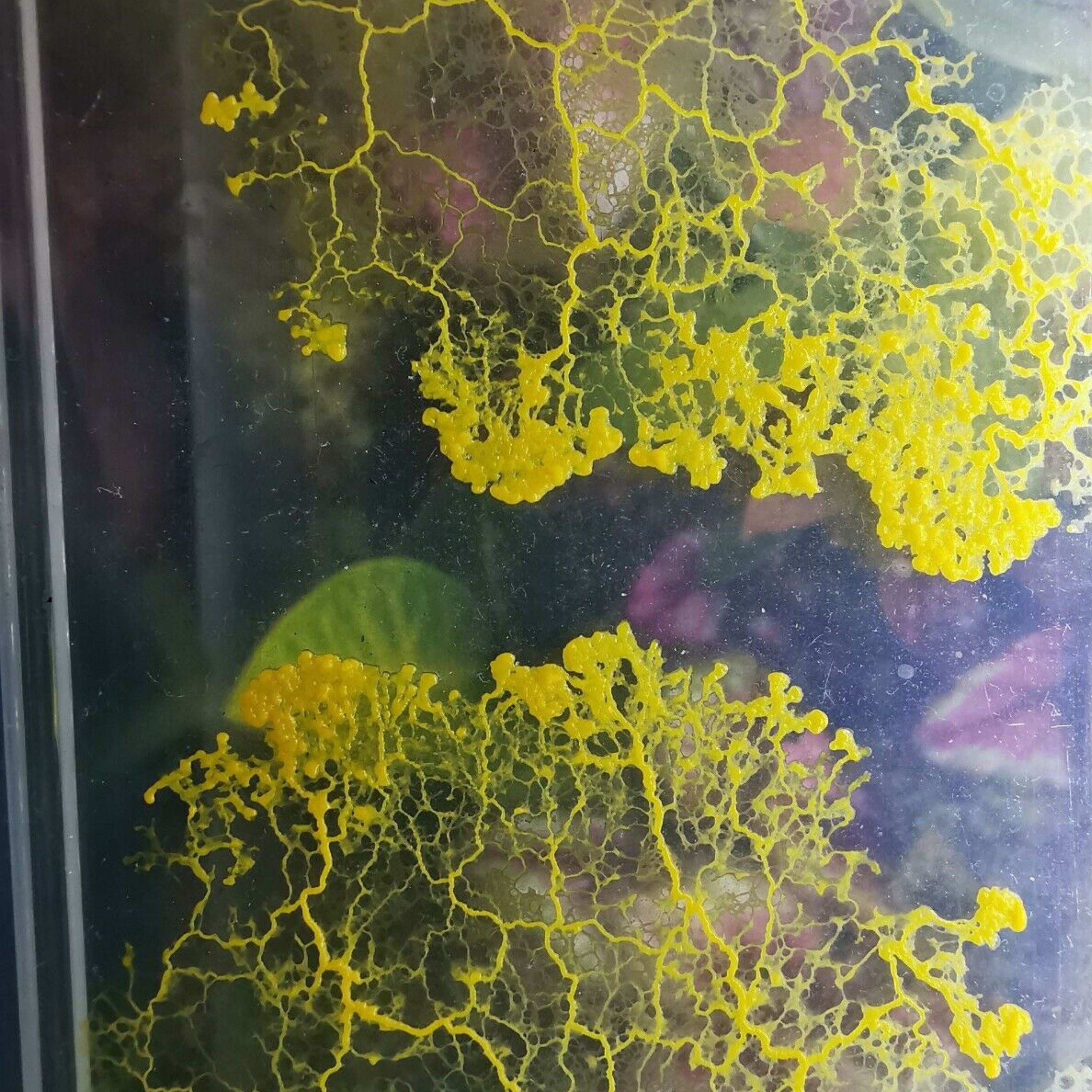 Blob kit complet d'apprentissage sclérote Physarum Polycephalum ou ...