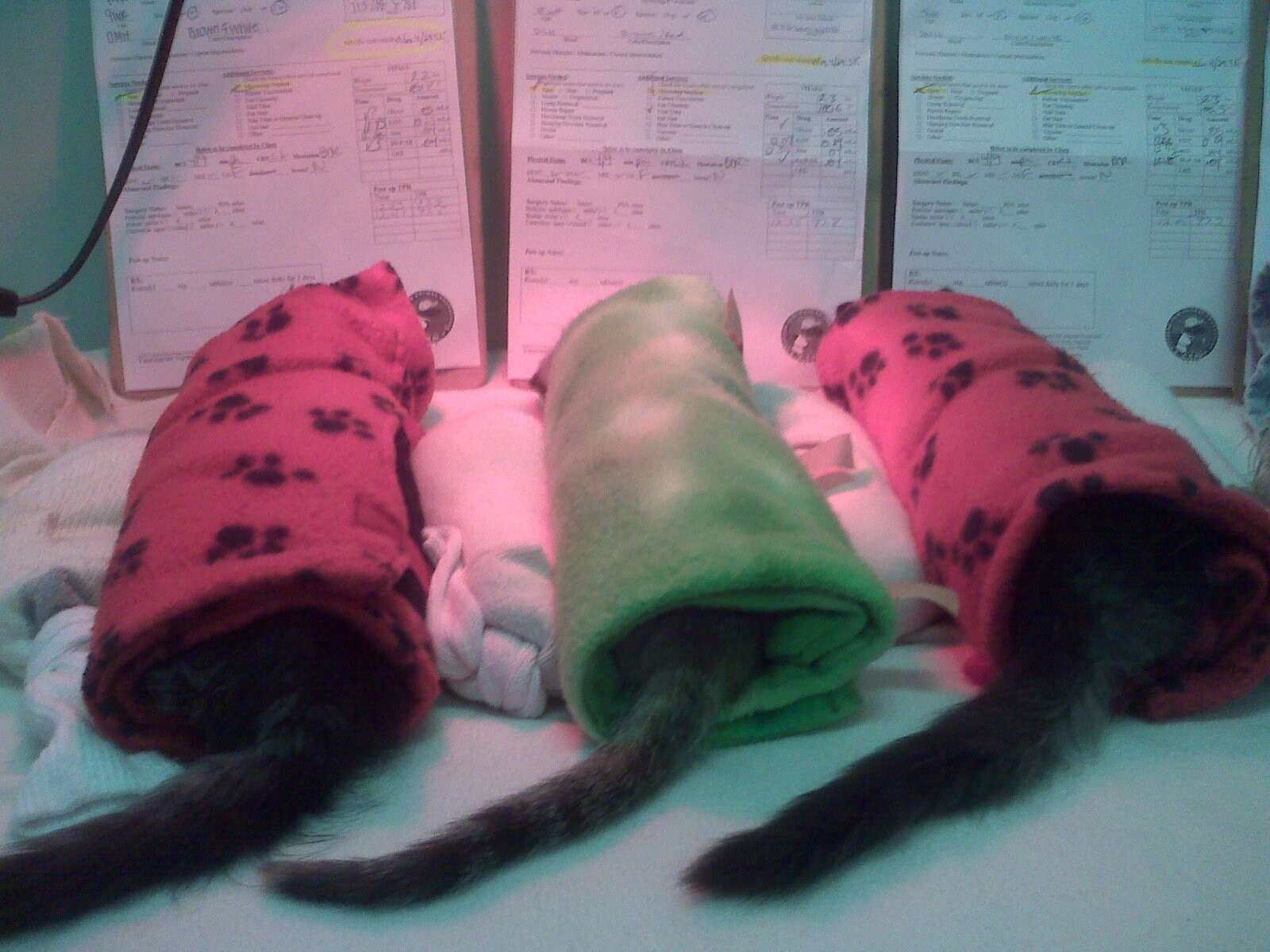 Cat Wrap Animal Warmer - Etsy