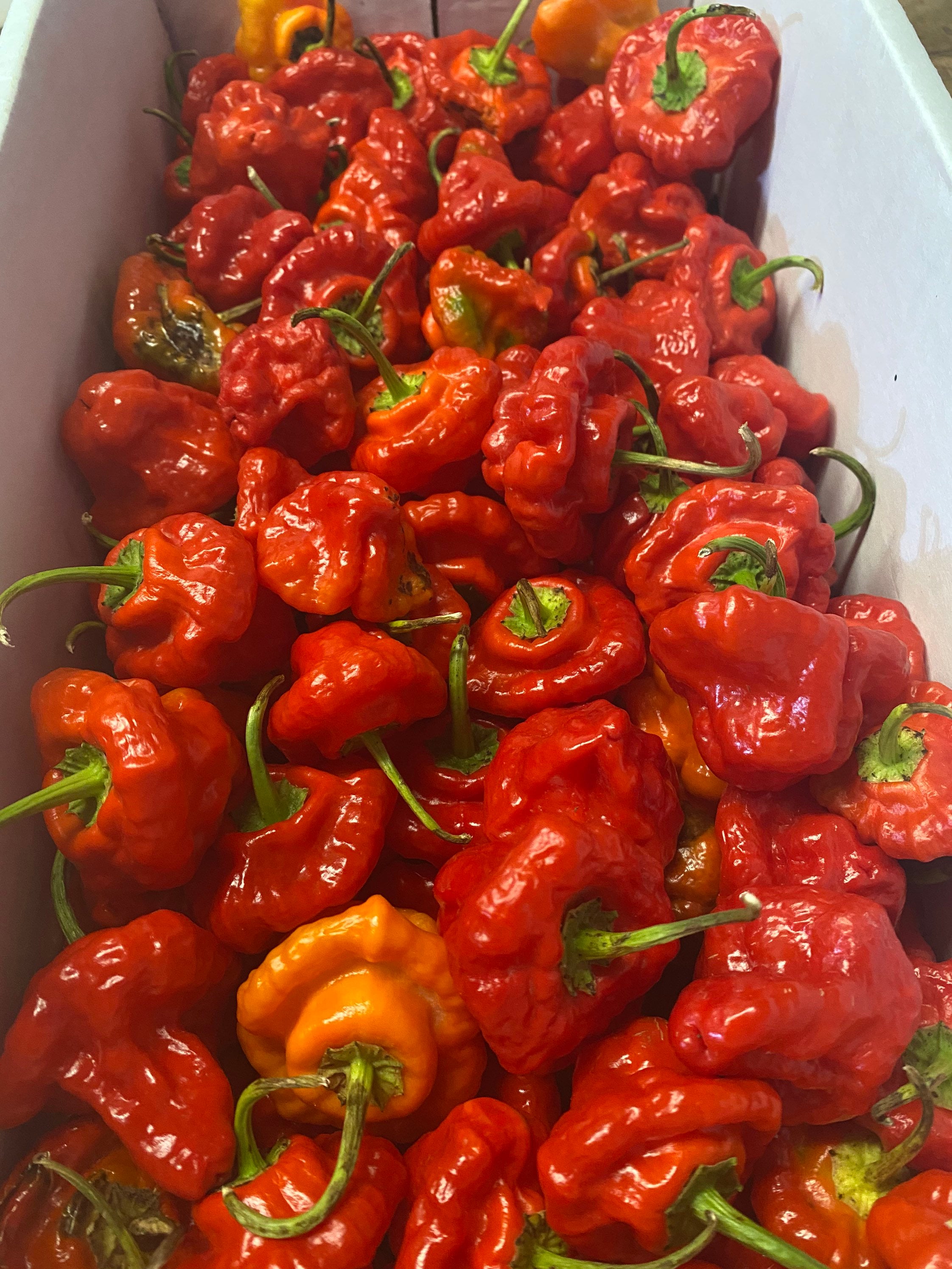 Carolina Reaper Extract - Etsy
