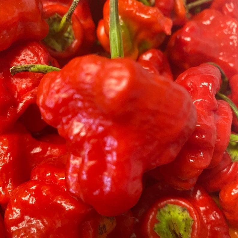 Carolina Reaper Extract - Etsy