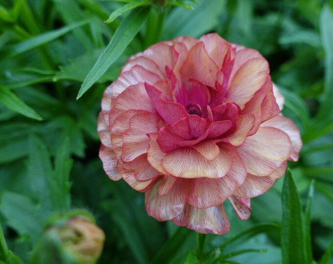 Butterfly Ranunculus Corms- Musa - Etsy