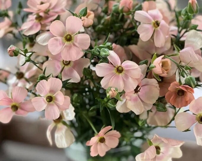 Moderna Carezza Ranunculus - Etsy