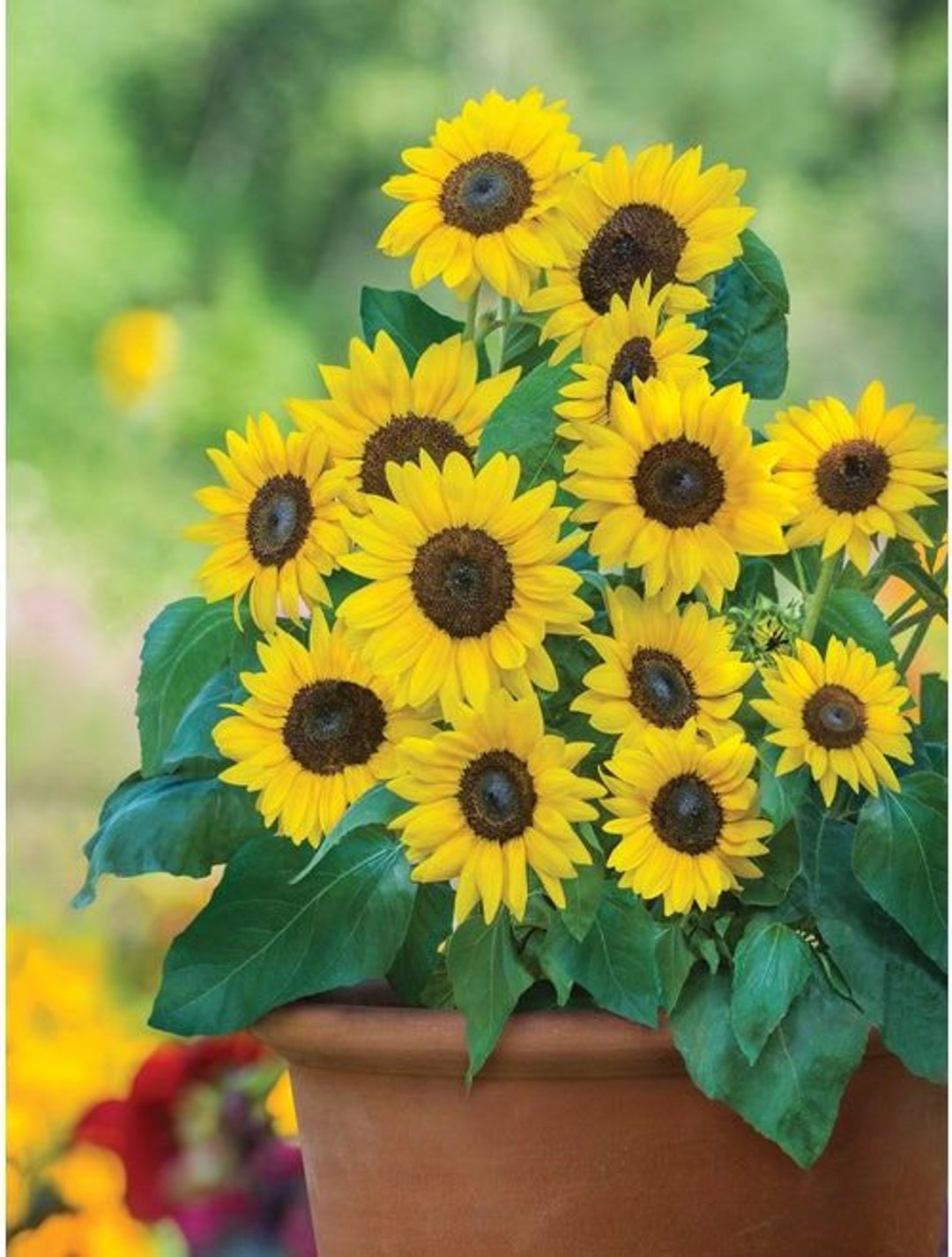 Junior Sunflower Seeds - Etsy