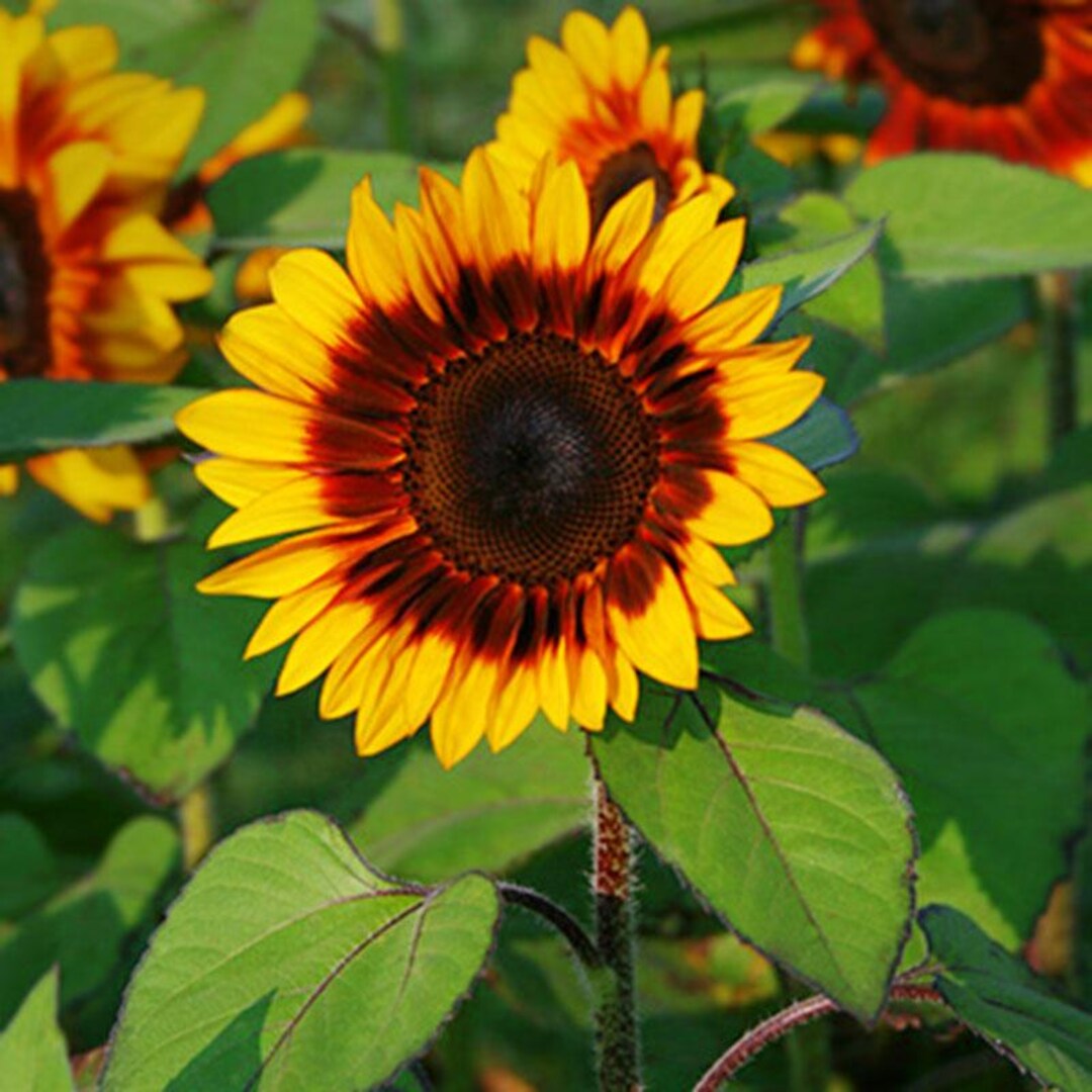 Bicolor Solar Power Sunflower SEEDS - Etsy