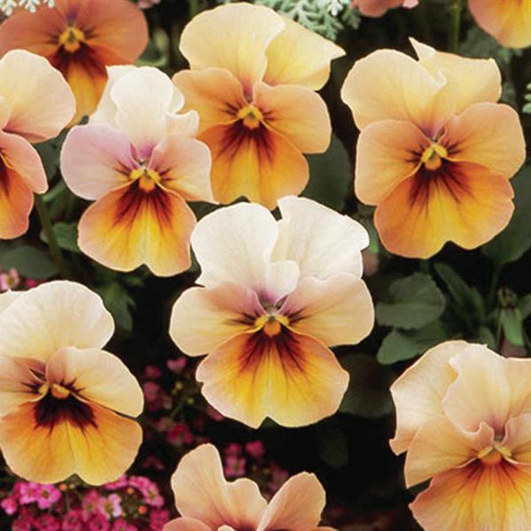 Nature Shades Pansy - Etsy