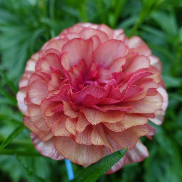 Ranunculus - Etsy