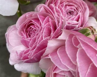 Ranunculus Amandine Black - Etsy