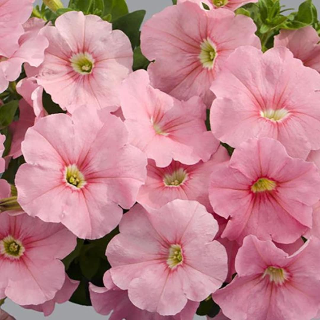 Peach Petunia - Etsy