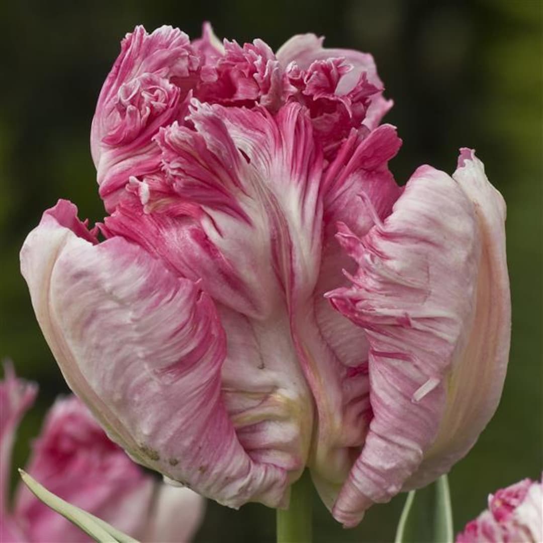 Silver Parrot Tulip - Etsy