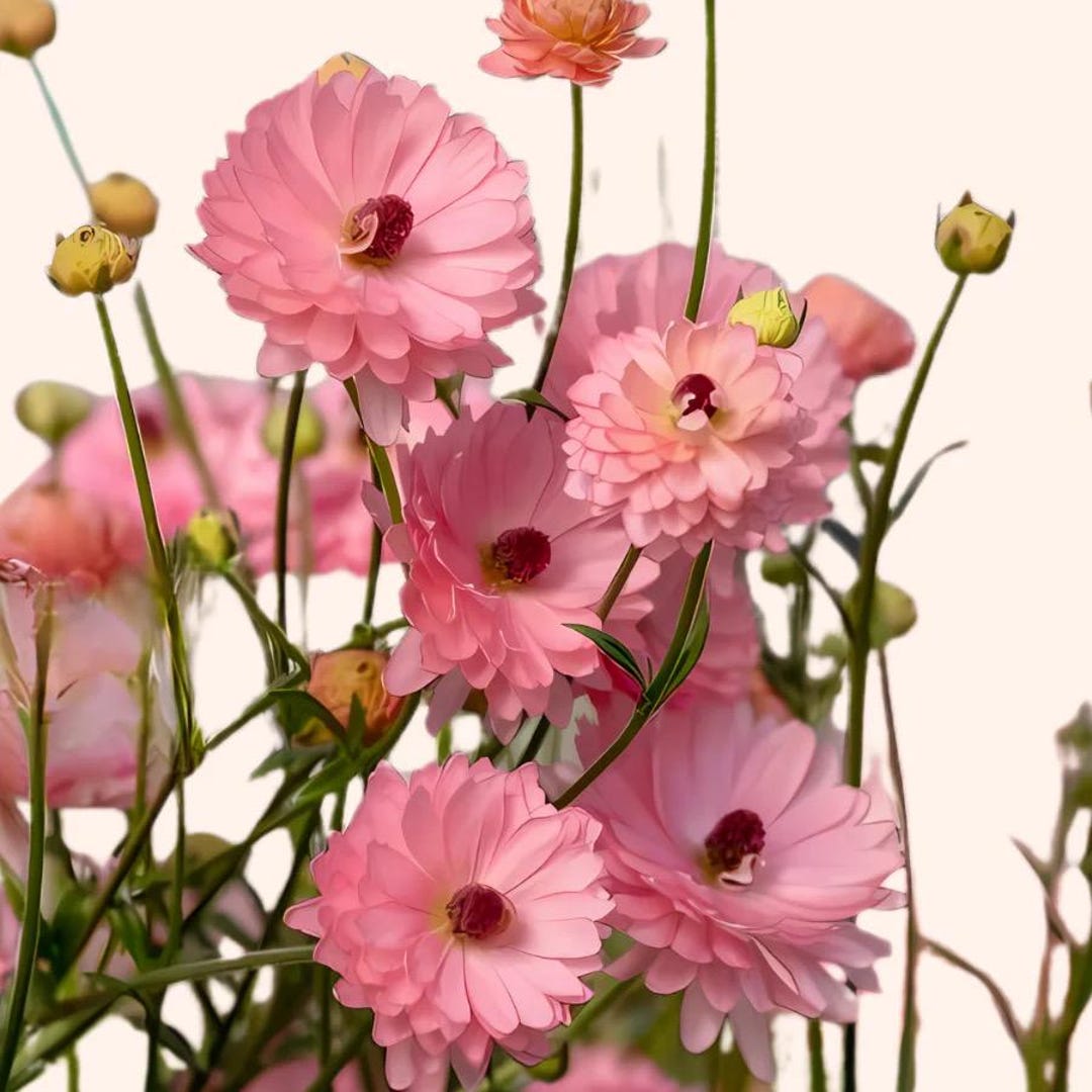 Moderna Venus Ranunculus - Etsy