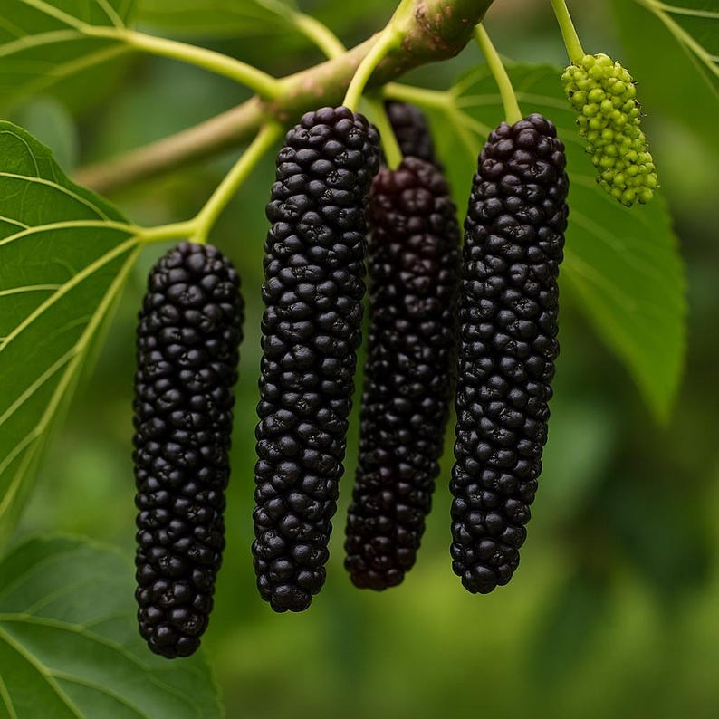 Black Pakistan Long Mulberry Tree Seeds | Sweet, Rare Fruit - Etsy