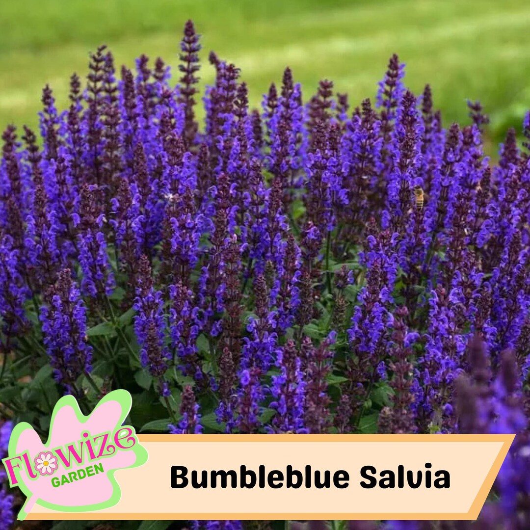 50 Bumbleblue Salvia Flowers Seeds – Vibrant Pollinator-friendly Blooms ...