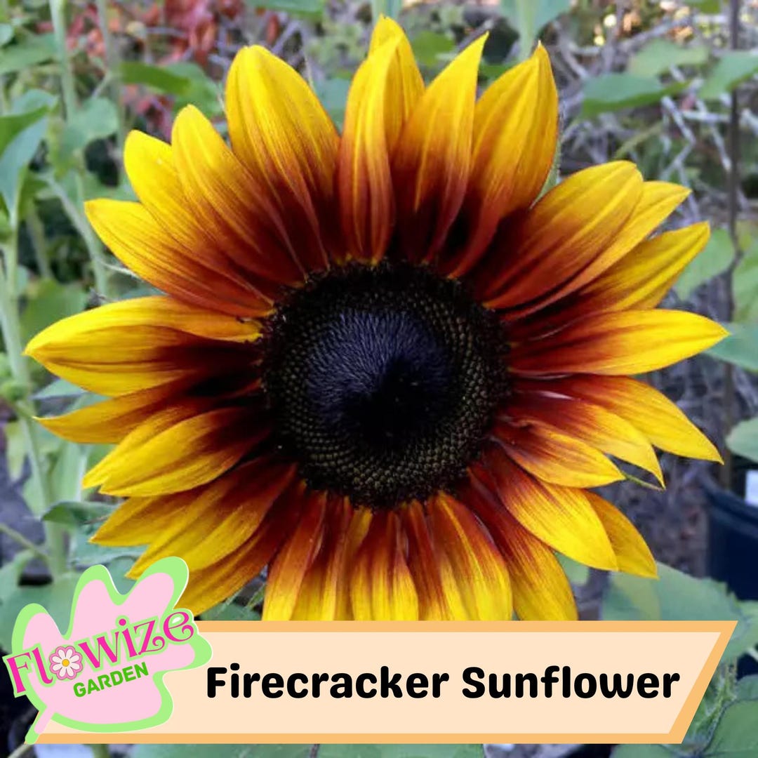 25 Firecracker Sunflower Seeds – Giant, Vibrant Blooms – Pollinator ...