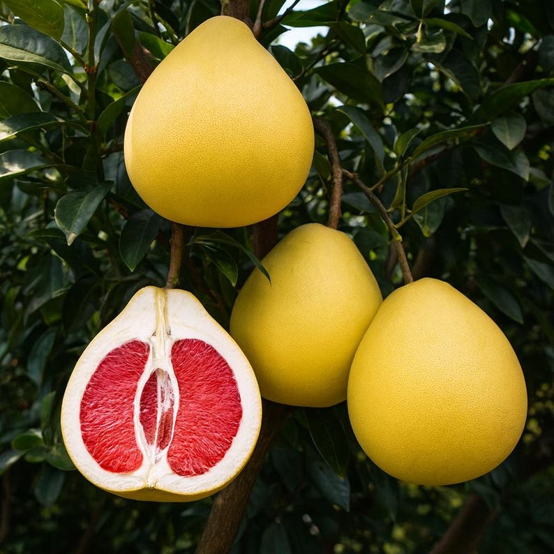 Red Pomelo Tree Seeds – Sweet Tropical Citrus Maxima, Exotic Garden - Etsy