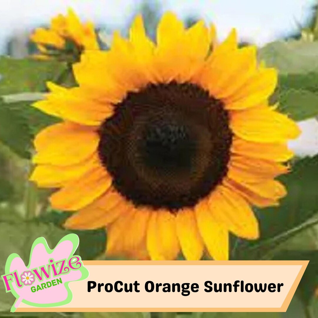 25 Procut Orange Sunflower Seeds – Giant, Vibrant Blooms – Pollinator ...