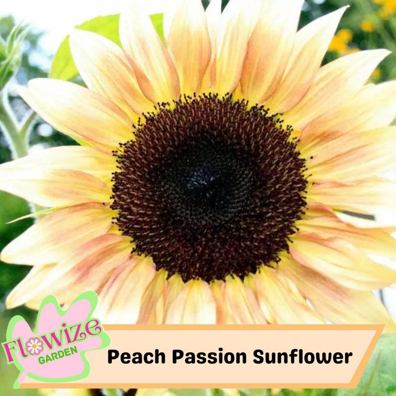 Passion Bee Flower - Etsy