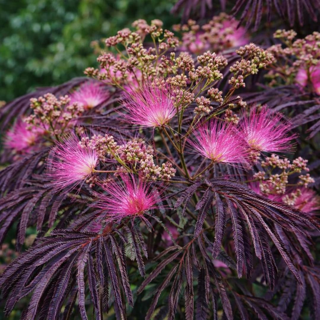 Albizia New Purplenull