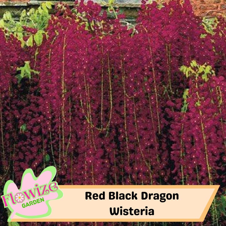 5 Red Black Dragon Wisteria Seeds, Elegant Climbing Vine, Fragrant ...