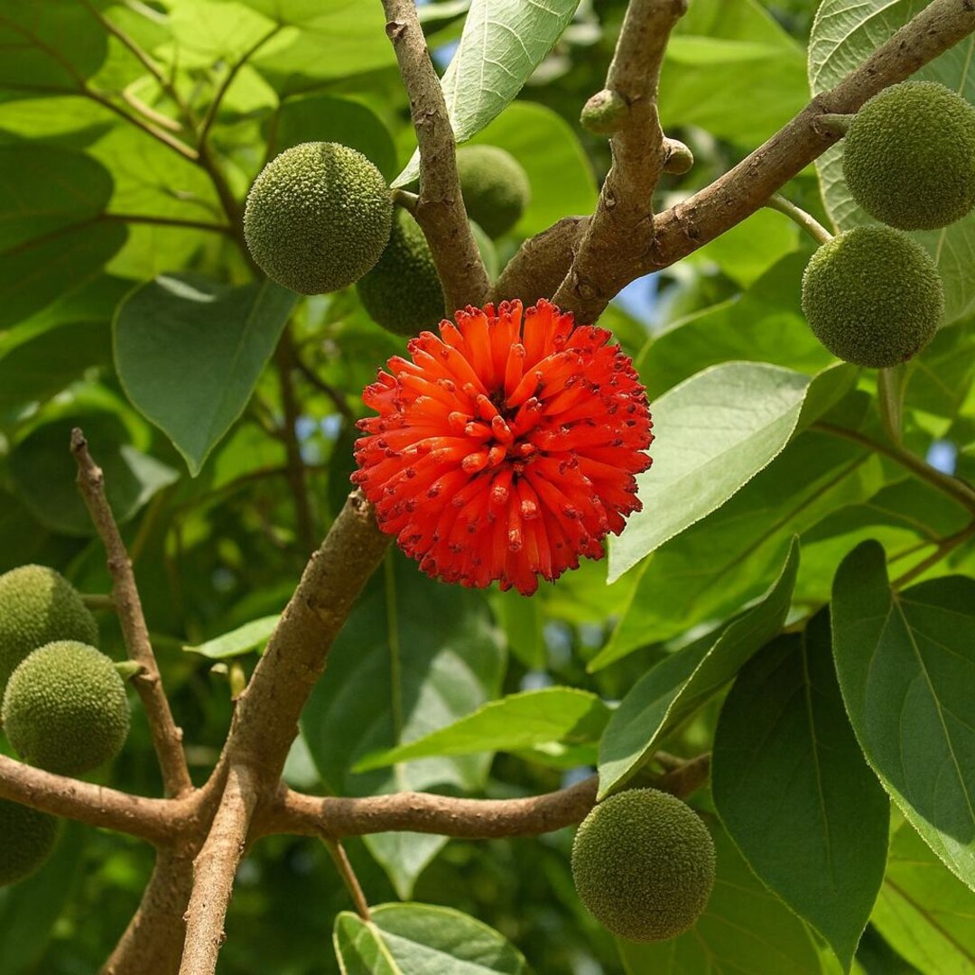 5 Paper Mulberry Tree Seeds | Broussonetia Papyrifera, Fast-growing ...