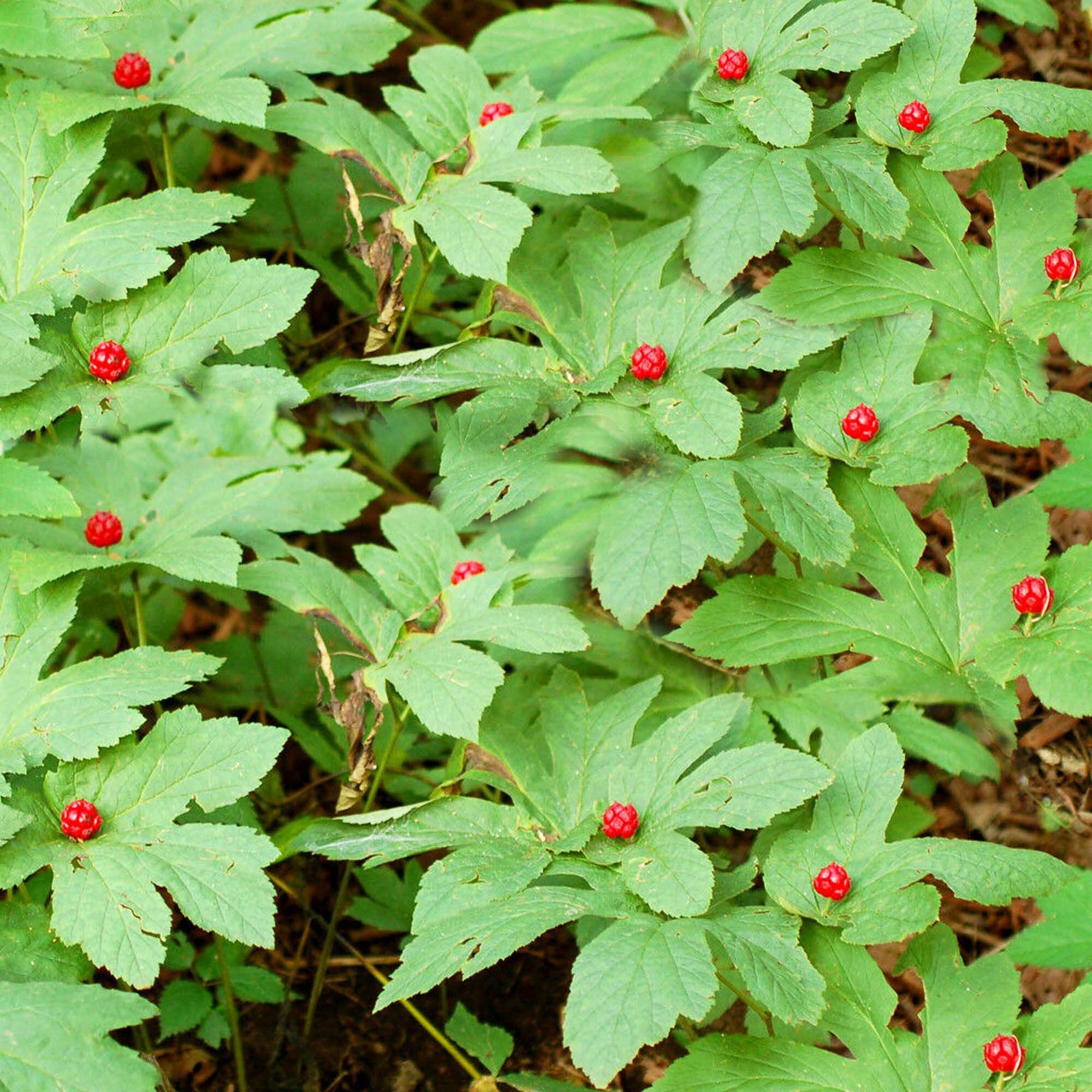 Floral & Garden Crafts Home & Hobby 30 Goldenseal Plant Bare Roots ...