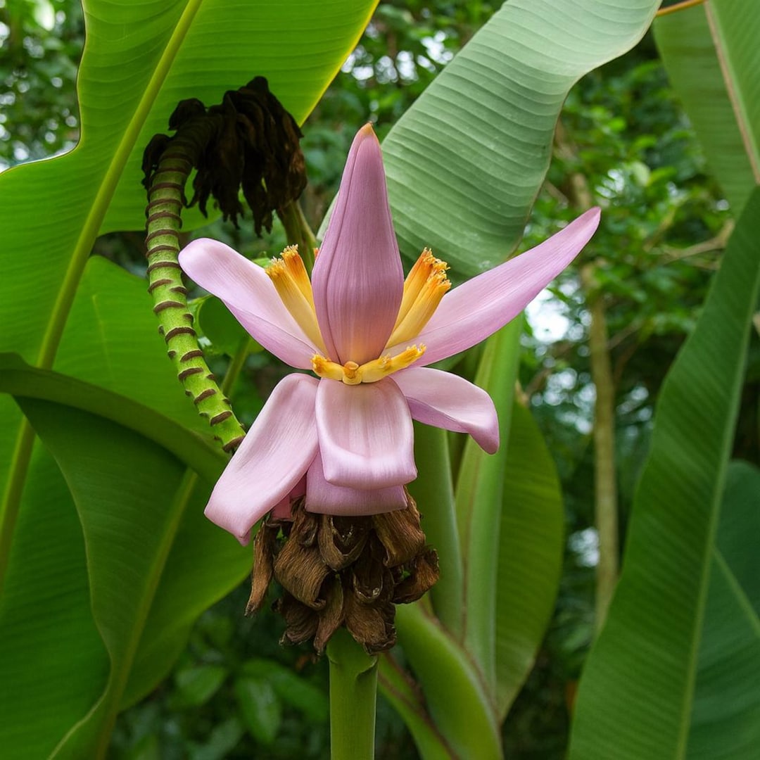 Musa Balbisiana Banana Seeds, Rare Edible Tropical Fruit - Etsy