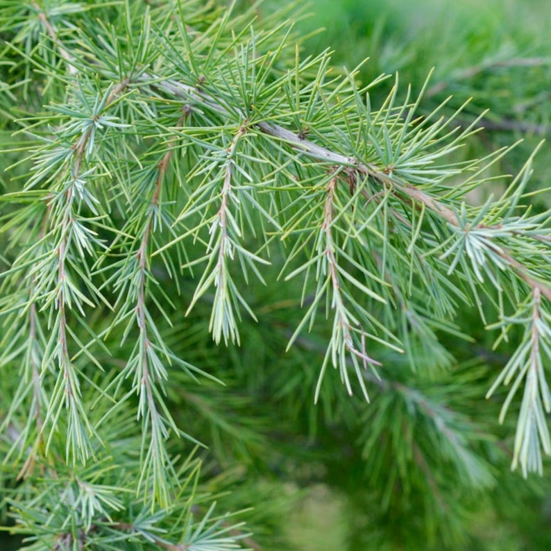 5 Hardy Deodar Cedar Cedrus Deodara Tree Seeds for Planting | Etsy