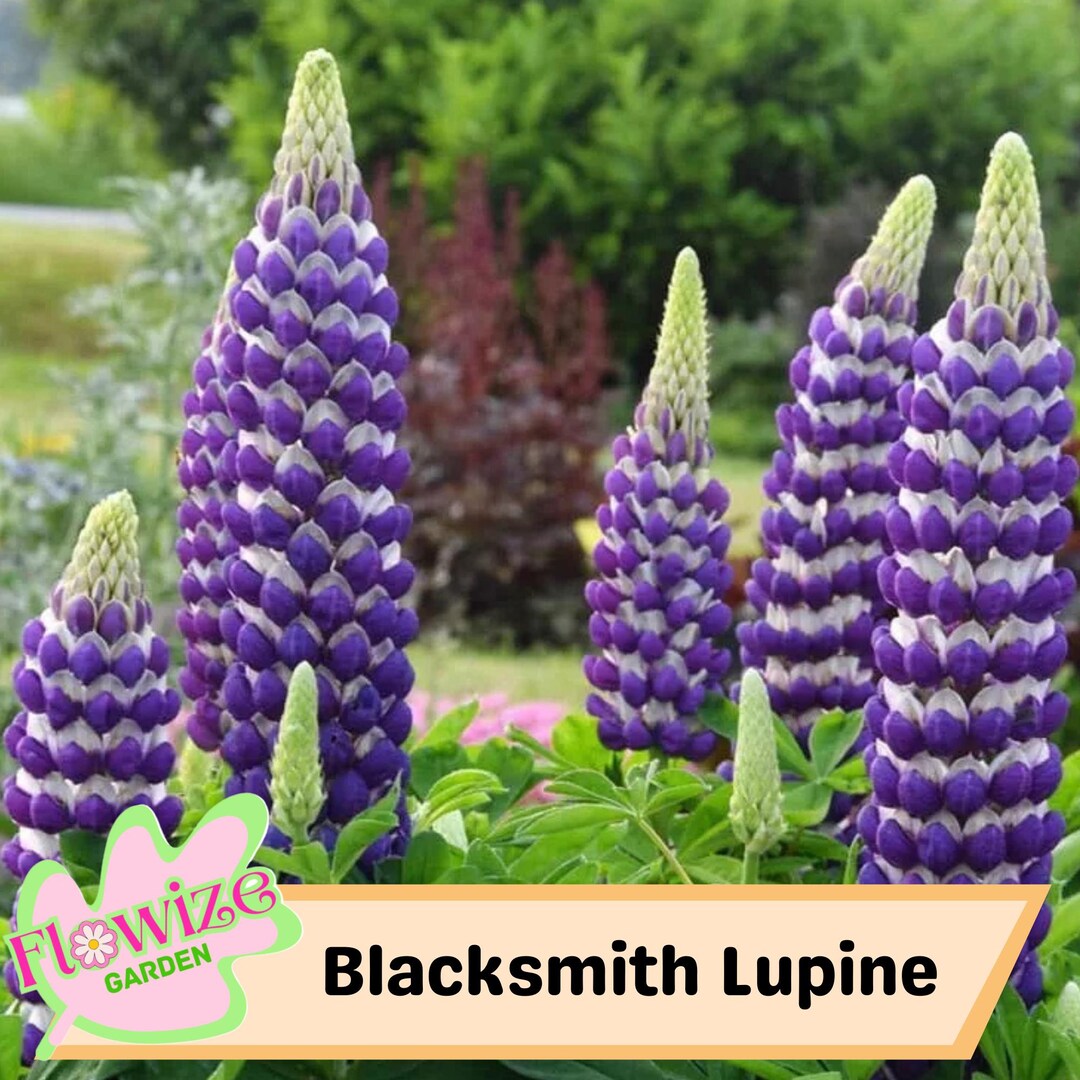 25 Blacksmith Lupine Perennial Flowers Seeds – Pollinator-friendly ...