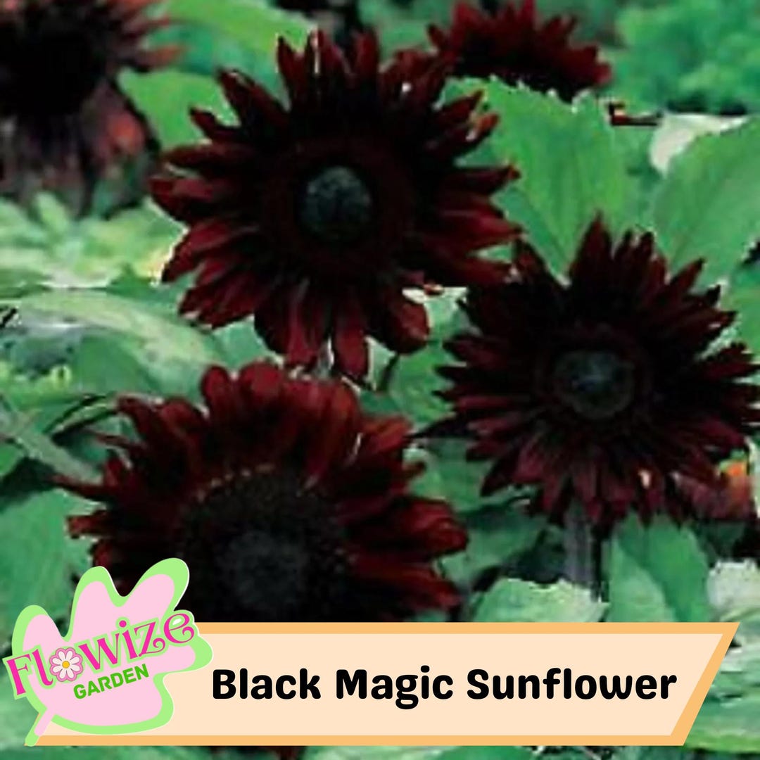 25 Black Magic Sunflower Seeds – Giant, Vibrant Blooms – Pollinator ...
