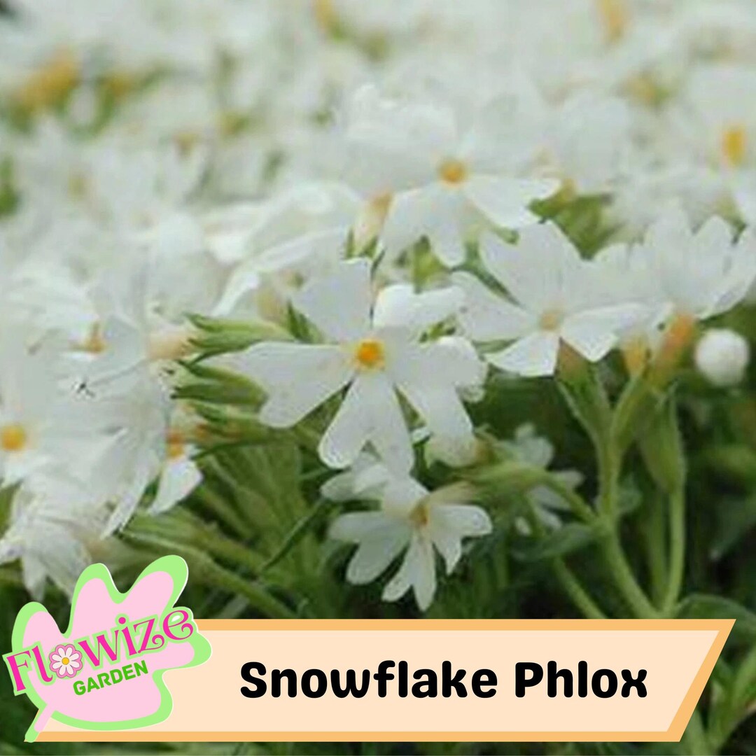 50 Snowflake Phlox Seeds – Vibrant Cottage Garden Blooms – Pollinator ...