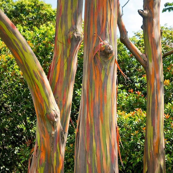 Eucalyptus Bark - Etsy