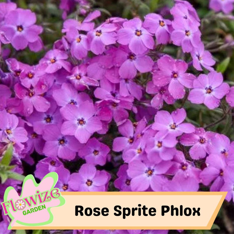 50 Rose Sprite Phlox Seeds – Vibrant Cottage Garden Blooms – Pollinator ...