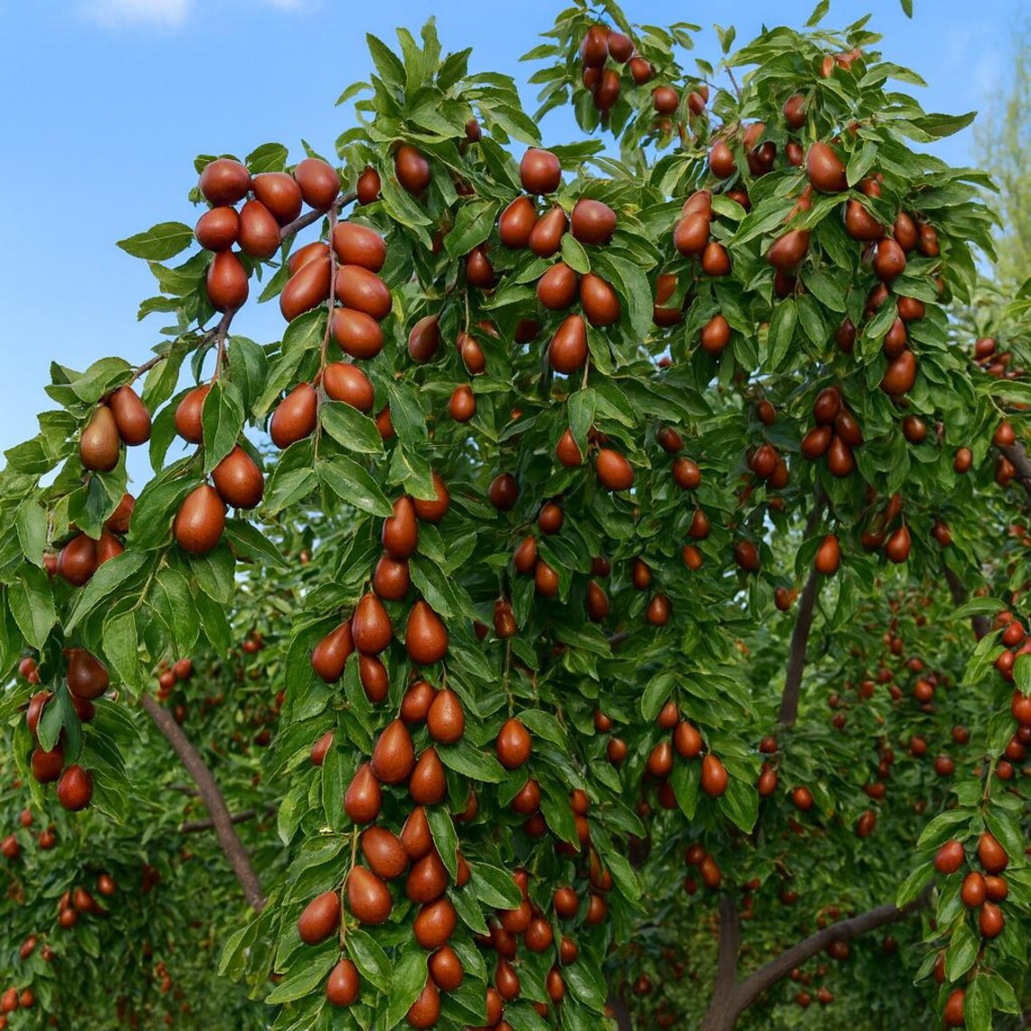 5 Jujube Tree Seeds | Ziziphus Jujuba | Edible Asian Fruit - Etsy