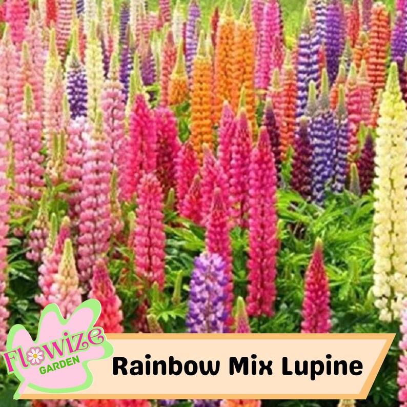 25 Rainbow Mix Lupine Perennial Flowers Seeds – Pollinator-friendly ...